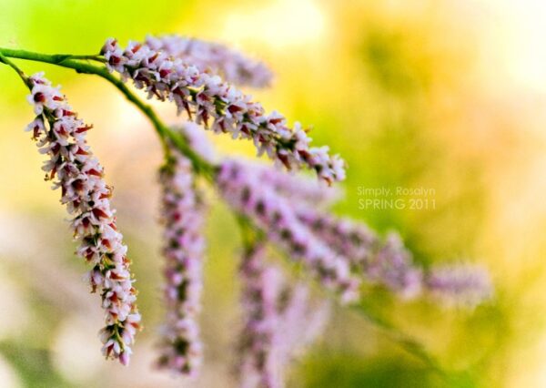 Quiet Details – Simply Rosalyn