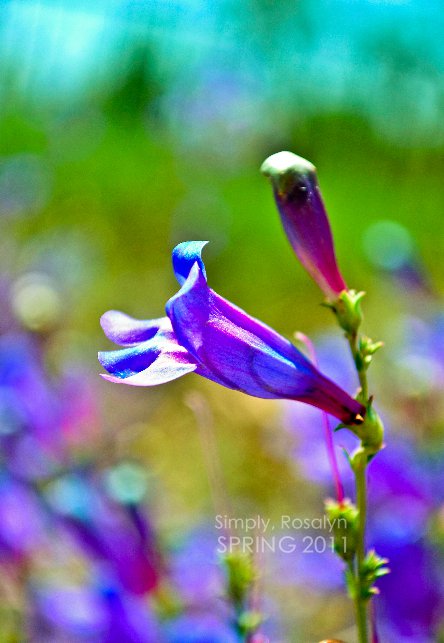 A Symphony of Purple – Simply Rosalyn