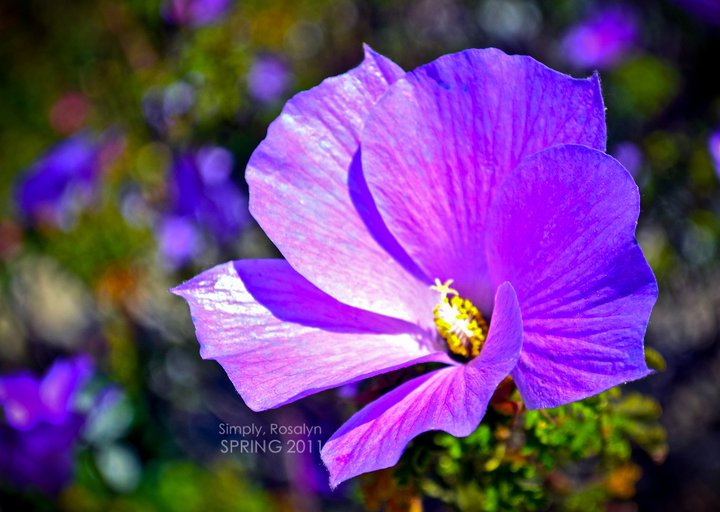 A Symphony of Purple – Simply Rosalyn