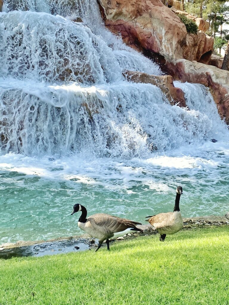 Waterfalls and Wildlife – Simply, Rosalyn