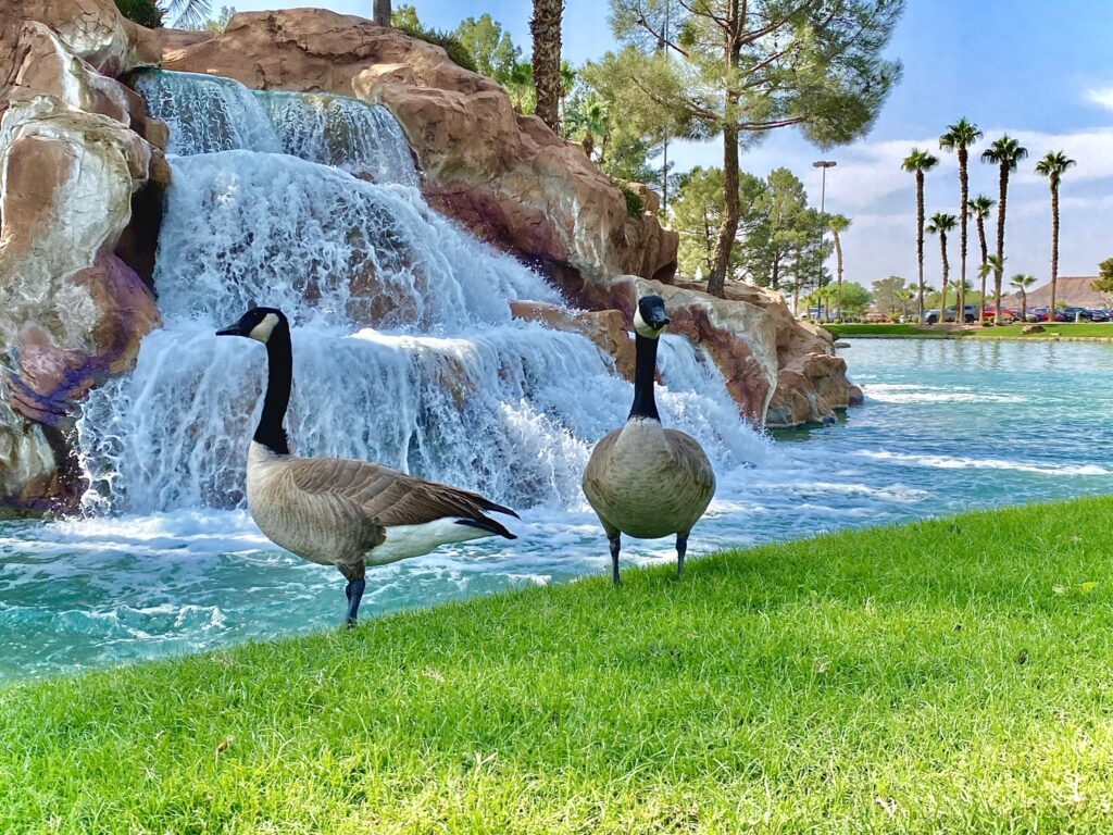 Waterfalls and Wildlife – Simply, Rosalyn