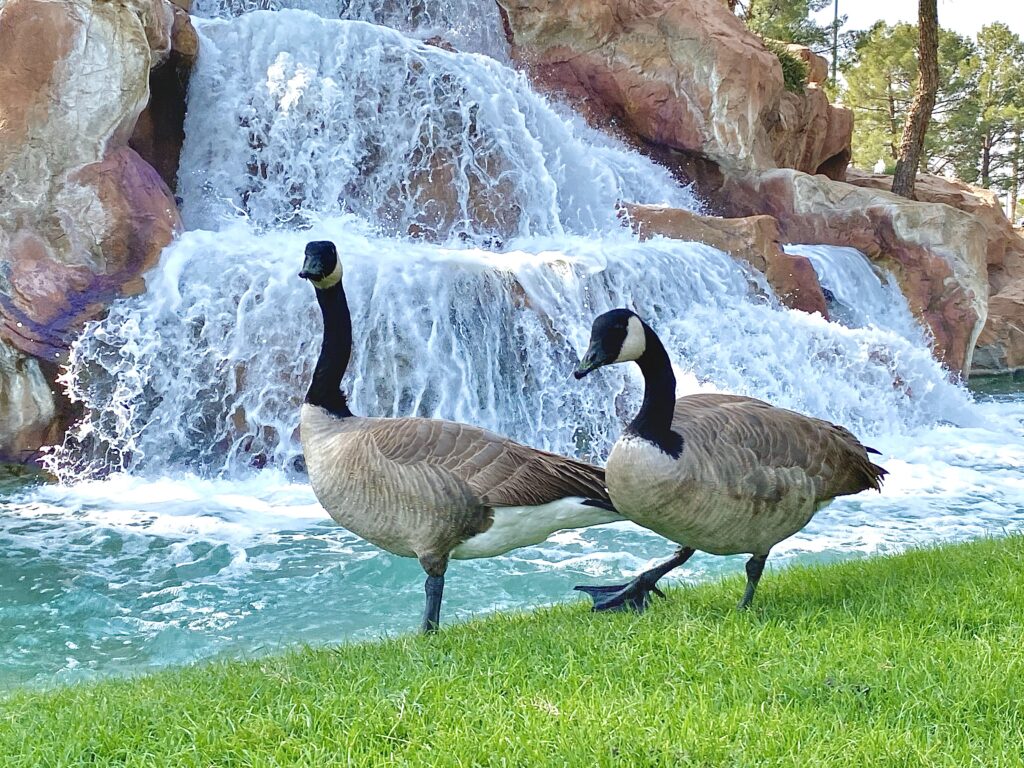 Waterfalls and Wildlife – Simply, Rosalyn