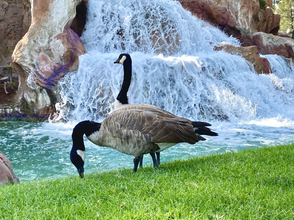 Waterfalls and Wildlife – Simply, Rosalyn