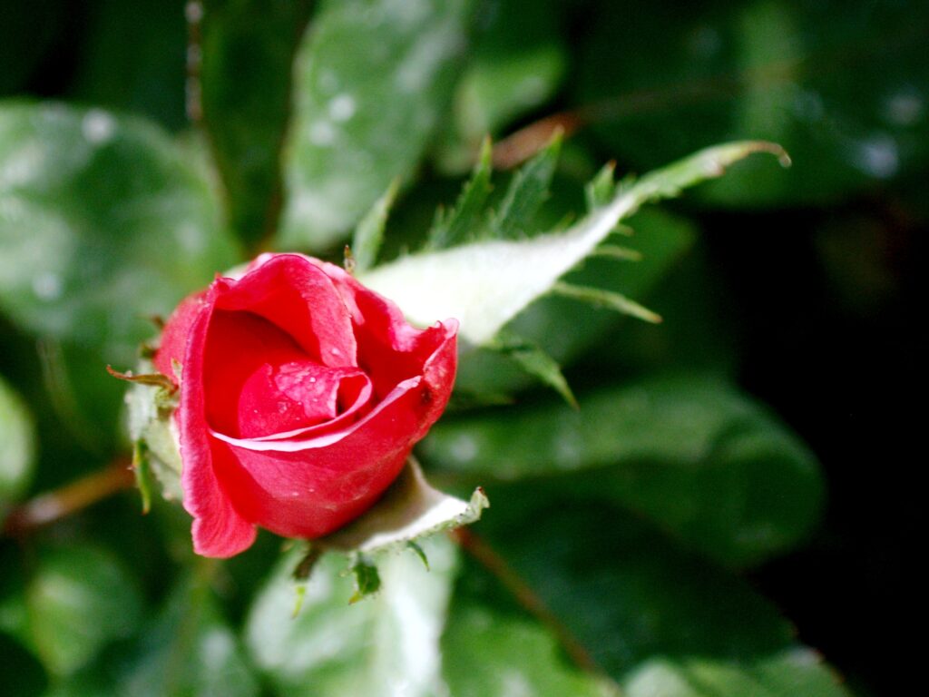 Courtyard Roses – Simply Rosalyn