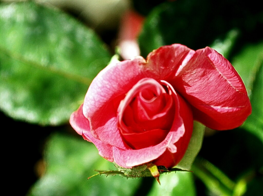 Courtyard Roses – Simply Rosalyn