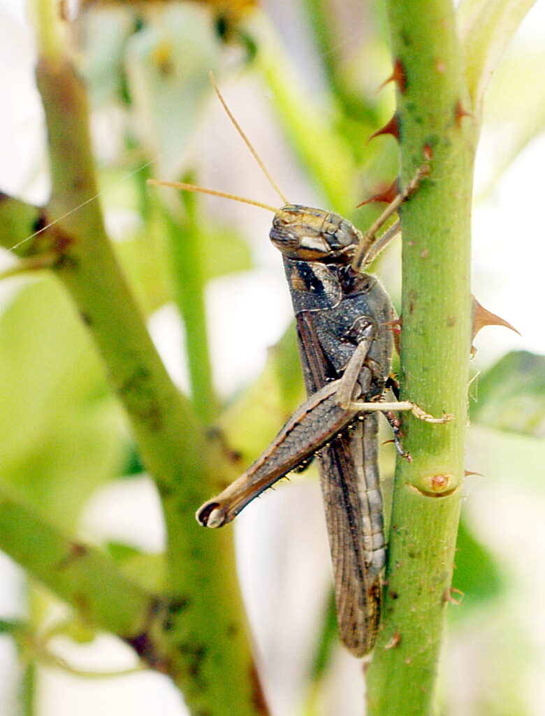 Garden Hopper – Simply Rosalyn