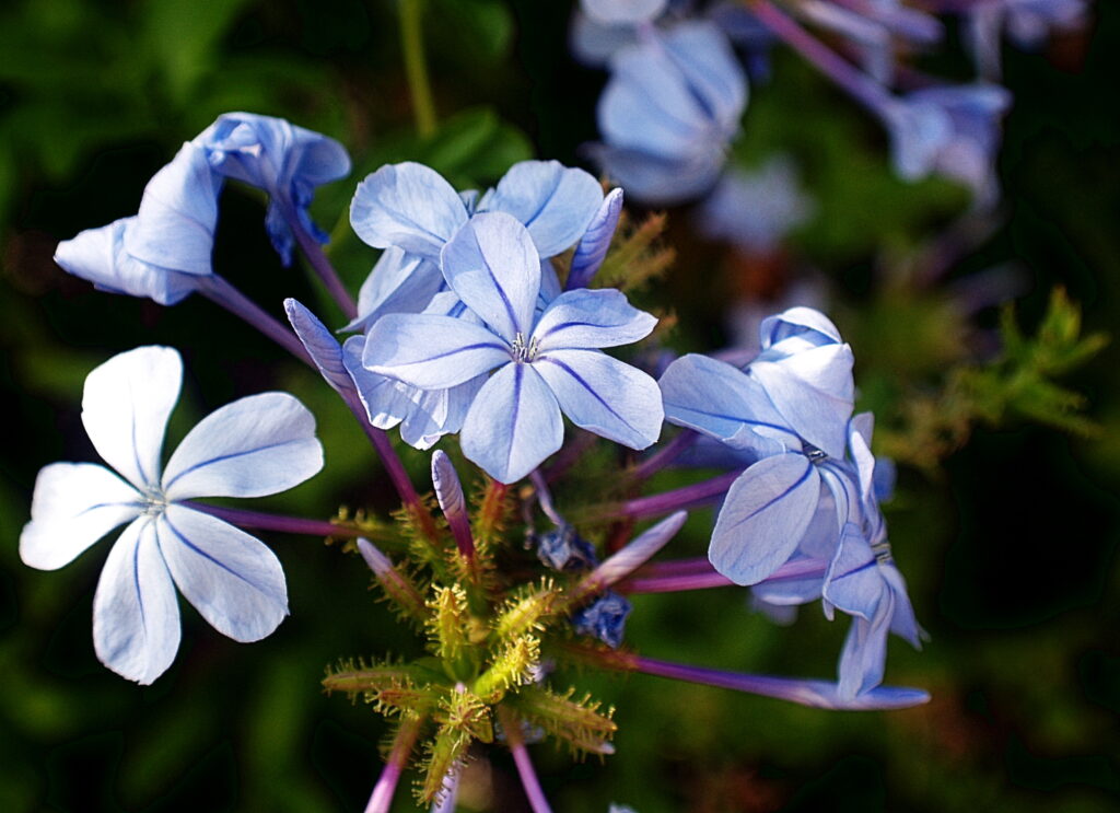 Blue Blossoms – Simply Rosalyn